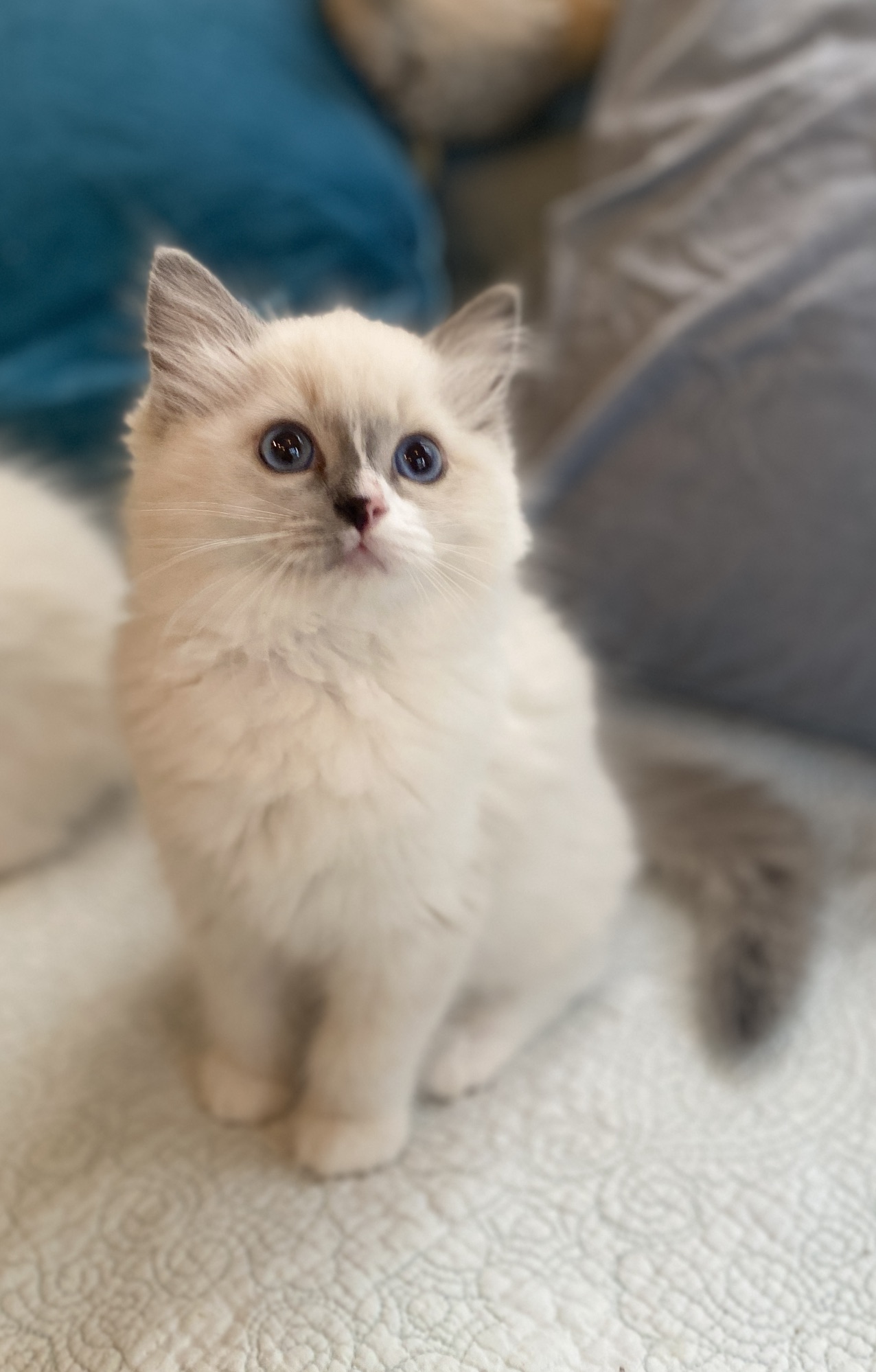 Victoria Ragdolls – Registered Ragdoll Cageless Micro-Cattery