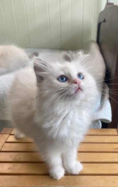 Victoria Ragdolls – Registered Ragdoll Cageless Micro-Cattery