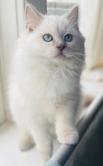 Victoria Ragdolls – Registered Ragdoll Cageless Micro-Cattery