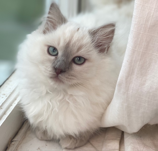 Victoria Ragdolls – Registered Ragdoll Cageless Micro-Cattery